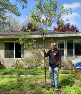 How to Make a Stunning DIY Faux Tree That Looks Real